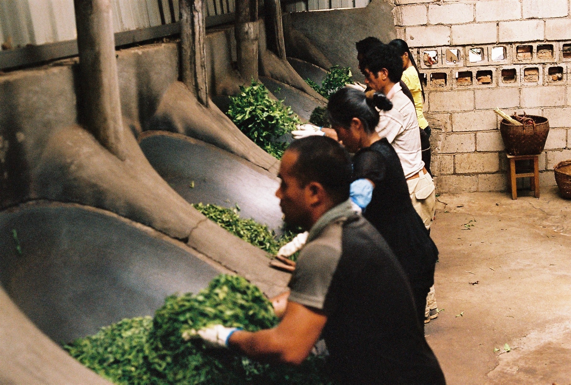 How Pu-erh Tea is Made - Part 1 – KUURACORP