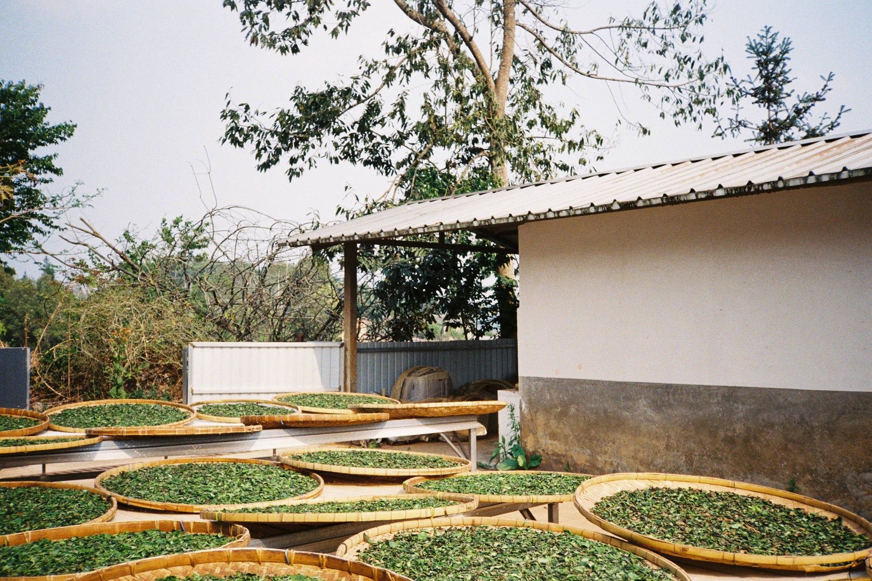 Kuura - Pu-erh Tea Specialists – KUURACORP